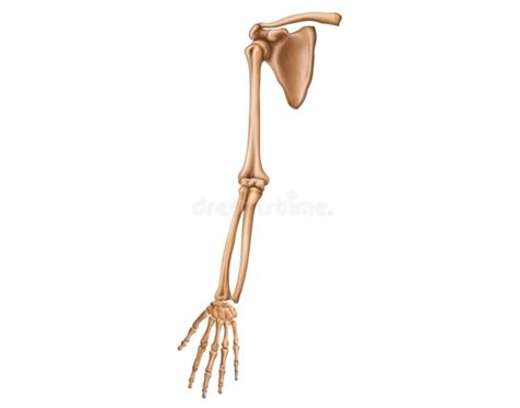 Esqueleto Apendicular Miembro Superior Quiz