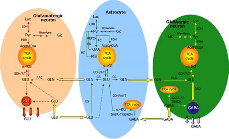 Glutamate Metabolism In The Brain Focusing On Astrocytes Abstract