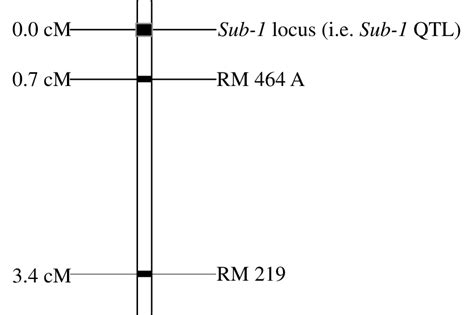 Map Positions Of Sub 1 Locus And Two Linked Dna Markers Rm 464a And Rm Download Scientific