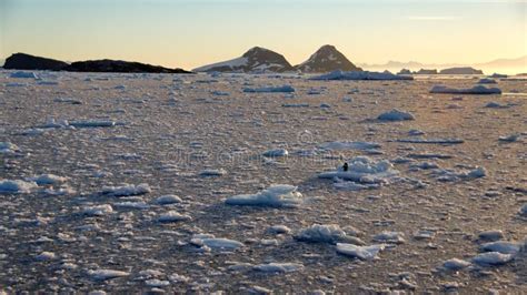 Gentoo Penguin On An Iceberg Stock Photo Image Of Cold Flightless