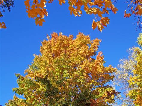 Kostenlose Foto Baum Ast Himmel Sonnenlicht Blatt Fallen Blume