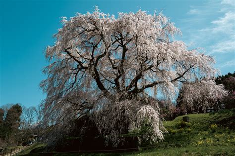 又兵衛桜 2023 by 1ko ID11687367 写真共有サイト PHOTOHITO