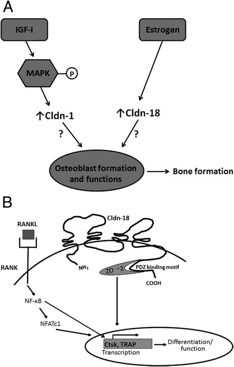 Emerging Multifunctional Roles Of Claudin Tight Junction Proteins In
