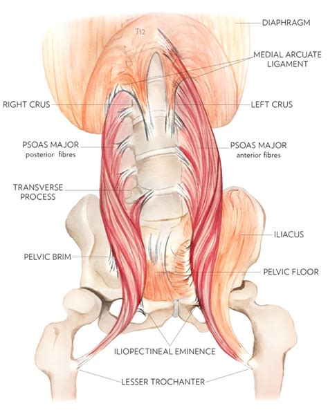 Psoas Major Muscle Model