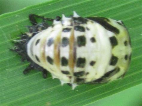 Coccinellidae Anatis Bugguide