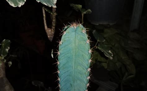 Bukan Kaktus Kecil