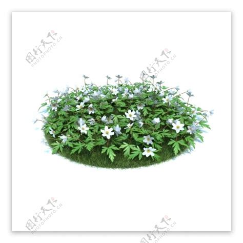 白色的小花图片素材 编号00966971 图行天下