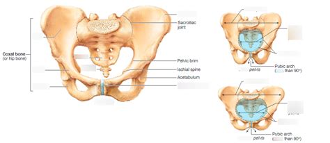 Diagram Of Lab Pelvic Girdle Quizlet