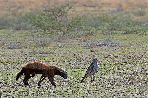 In The Wild Honeyguide Birds Show Honey Badgers Where There Is A