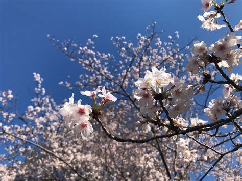 なぜこんなにいい季節がこんなに忙しいのか くろやんの日記