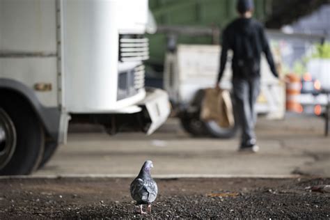 The Pigeon Rescuer Of The Gowanus Expressway