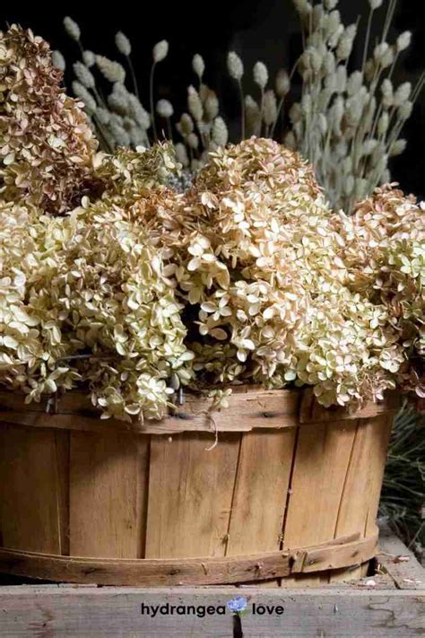 The Main Types Of Hydrangeas Hydrangea Varieties 101 Hydrangea Love