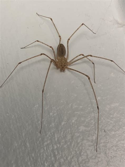 Id Location Virginia Usa Rwhatsthisbug