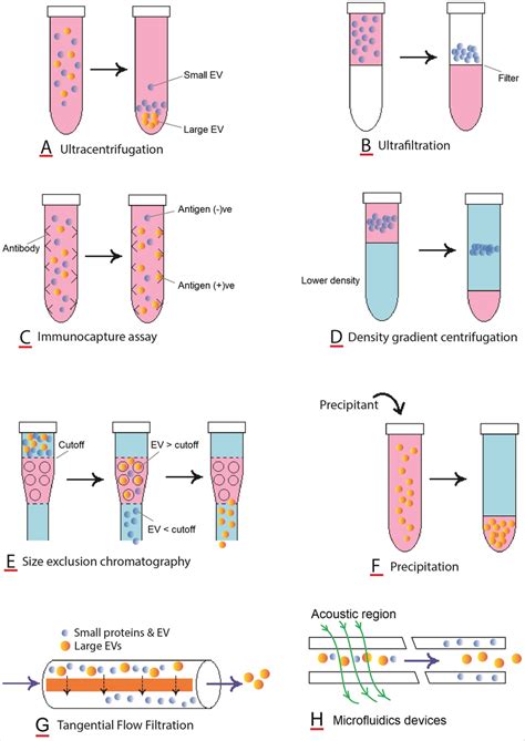 Schematic Presentation Of Processes Involved In Different Techniques Of