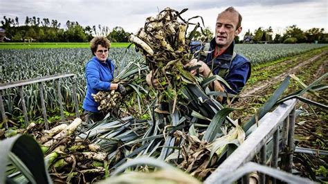 Hoe Hard Kan Biologische Landbouw Komende Jaren Groeien Vijf Vragen Financieel Telegraaf Nl