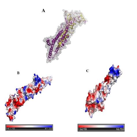 Predicted Structure Of Native And Truncated Protein A Download
