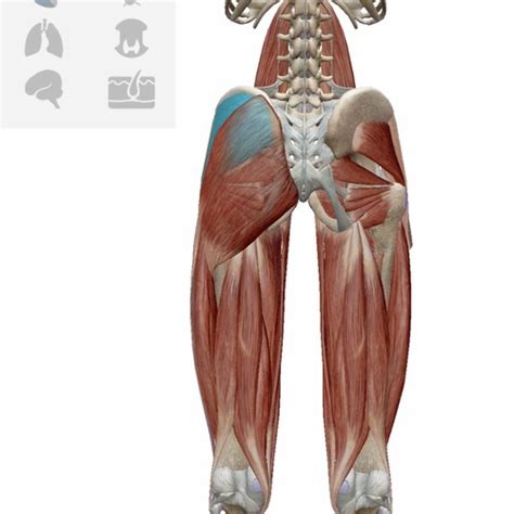 23 3 Muscle Of The Posterior Right Hip And Thigh Flashcards Quizlet