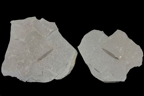 2 Pennsylvanian Fossil Lycopsid Bract Posneg Kentucky 176783