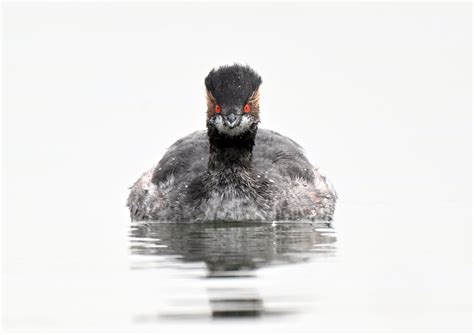 ハジロカイツブリ夏羽冬鳥 東西南北野鳥日記Ⅲ