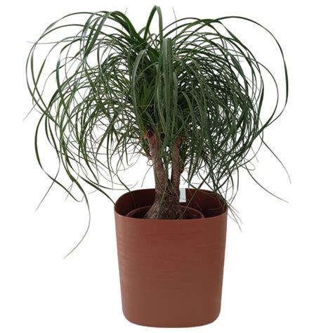 Beaucarnea Recurvata ΚΥΡΤΟΦΥΛΛΟΣ ΜΠΟΥΚΑΡΝΕΑ Χορομίδης