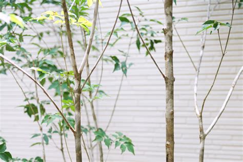 植木の水やりの仕方～プロの造園家が詳しく解説！ にわいろselect