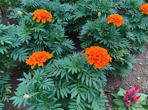 オレンジ色の花10選！花言葉や春夏秋冬に咲く種類は？ Horti By Greensnap