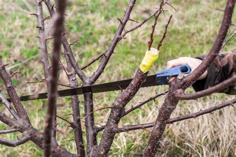 Premium Photo A Gardener Cuts Off A Tree Branch With A Saw Sanitary