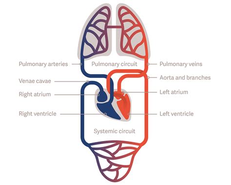 Beyond Basic The Value Of Advanced Hemodynamic Parameters