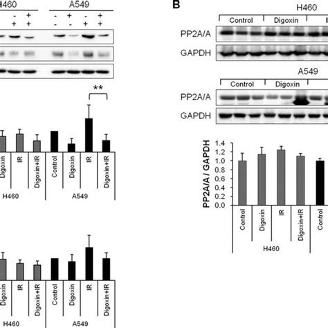 Digoxin Reduces Pp2a Expression In H460 And A549 Cells A Western Blot