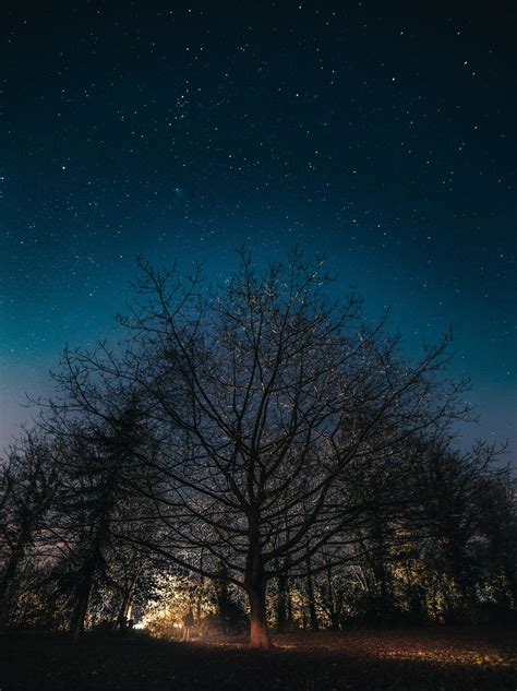 Stars Tree Me 3648x4874 Rexposureporn