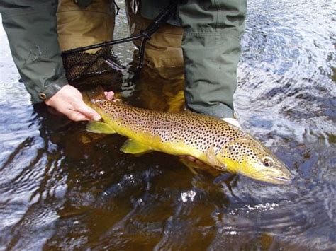Wild Trout Fishing Wild Trout Trust