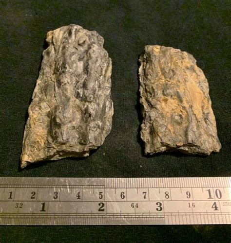 Stigmaria Lepidodendron Root Fossil From The Carboniferous Pennsylvanian Period Values Mavin