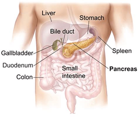 Enlarged Spleen Symptoms Causes Risk Factors And Complications