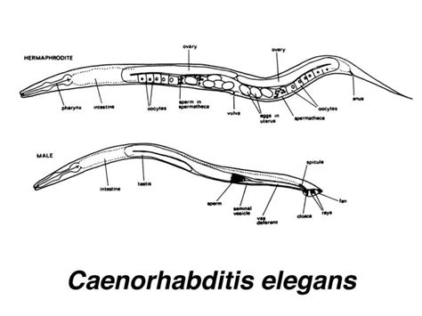 Ppt Advantages Of C Elegans 1 Rapid Life Cycle 2 Hermaphrodite 3