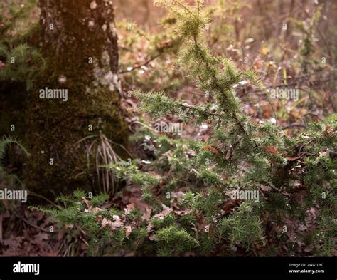 Juniperus Communis Is A Species Of Small Tree Or Shrub In The Cypress