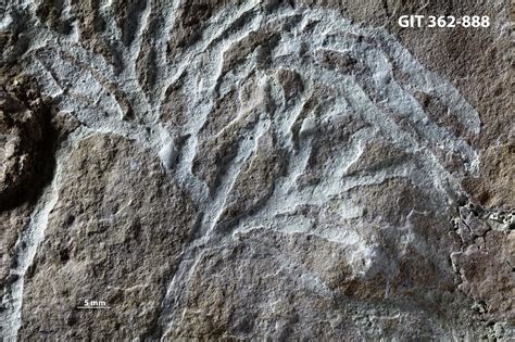 9 6 Trace Fossils Geosciences Libretexts