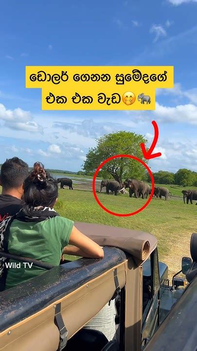 සුද්දෝ පිස්සූ වැටිලා බලන් ඉන්න සුමේද ඇතාගේ වැඩ🫣🐘shorts Shortvideo