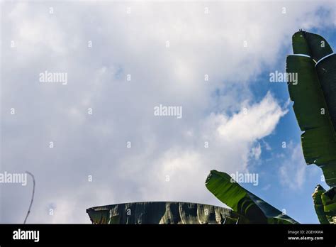 Banana Tree Midrib With A Bright Blue Sky Background With White Clouds