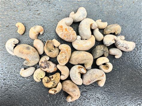 Small Fossilized Shells R Fossils