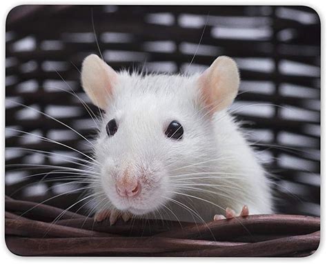 White Pet Mouse