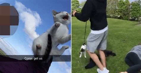 Hunt For Teenagers Who ‘strangled Cat In Snapchat Images Metro News