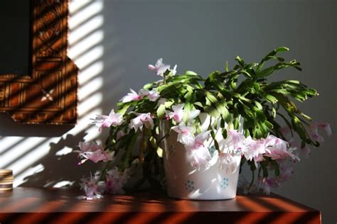 17 Beautiful Houseplants Safe For Cats With Pictures Smart Garden Guide