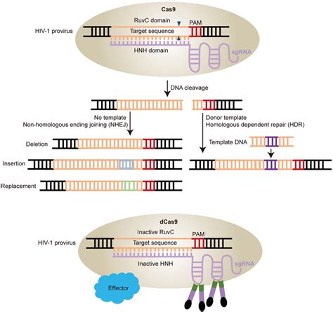 Schematic Diagram Of Hiv 1 Provirus Dna Modification By Crisprcas9 Download Scientific Diagram