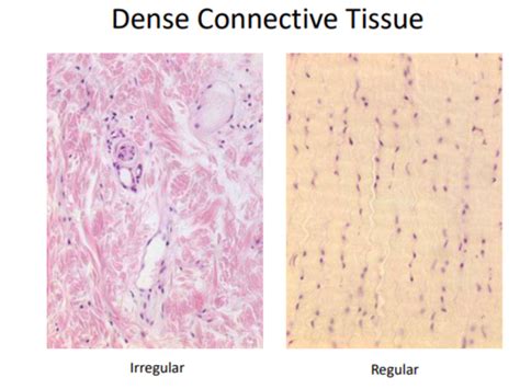Connective Tissue Flashcards Quizlet