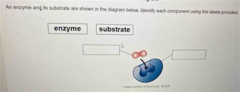 Solved An Enzyme And Its Substrate Are Shown In The Diagram Below