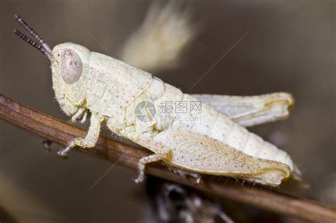 关闭一个美丽的小蚱蜢的看法高清图片下载 正版图片507003550 摄图网