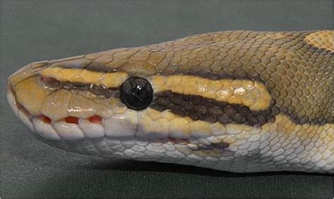 Ball Python Care Sheet