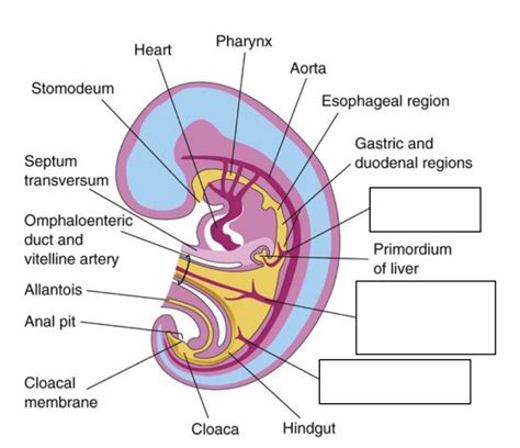 Wk Embryo Diagram Quizlet