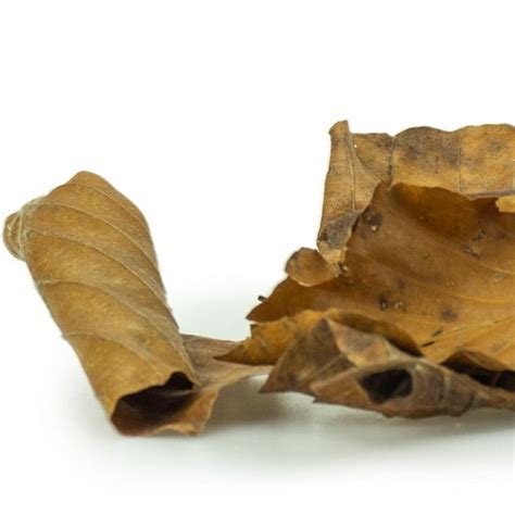 Discovery Leaves