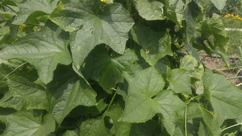 Cucumber Downy Mildew The Yellow Farmhouse Garden